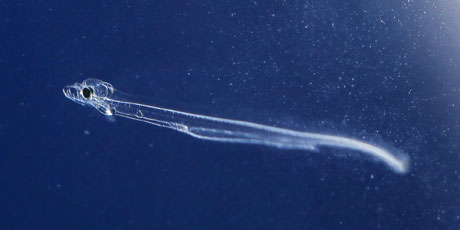 About EEL-HATCH - EEL-HATCH